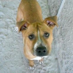 Dog of the Day – Holly - Sidelines Magazine